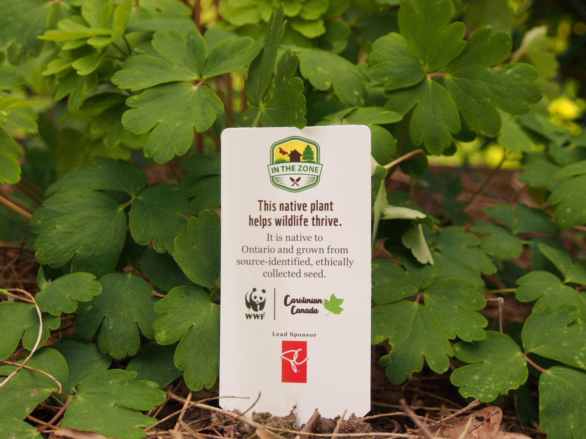 Where to find native plants in Ontario - In the Zone - Gardens